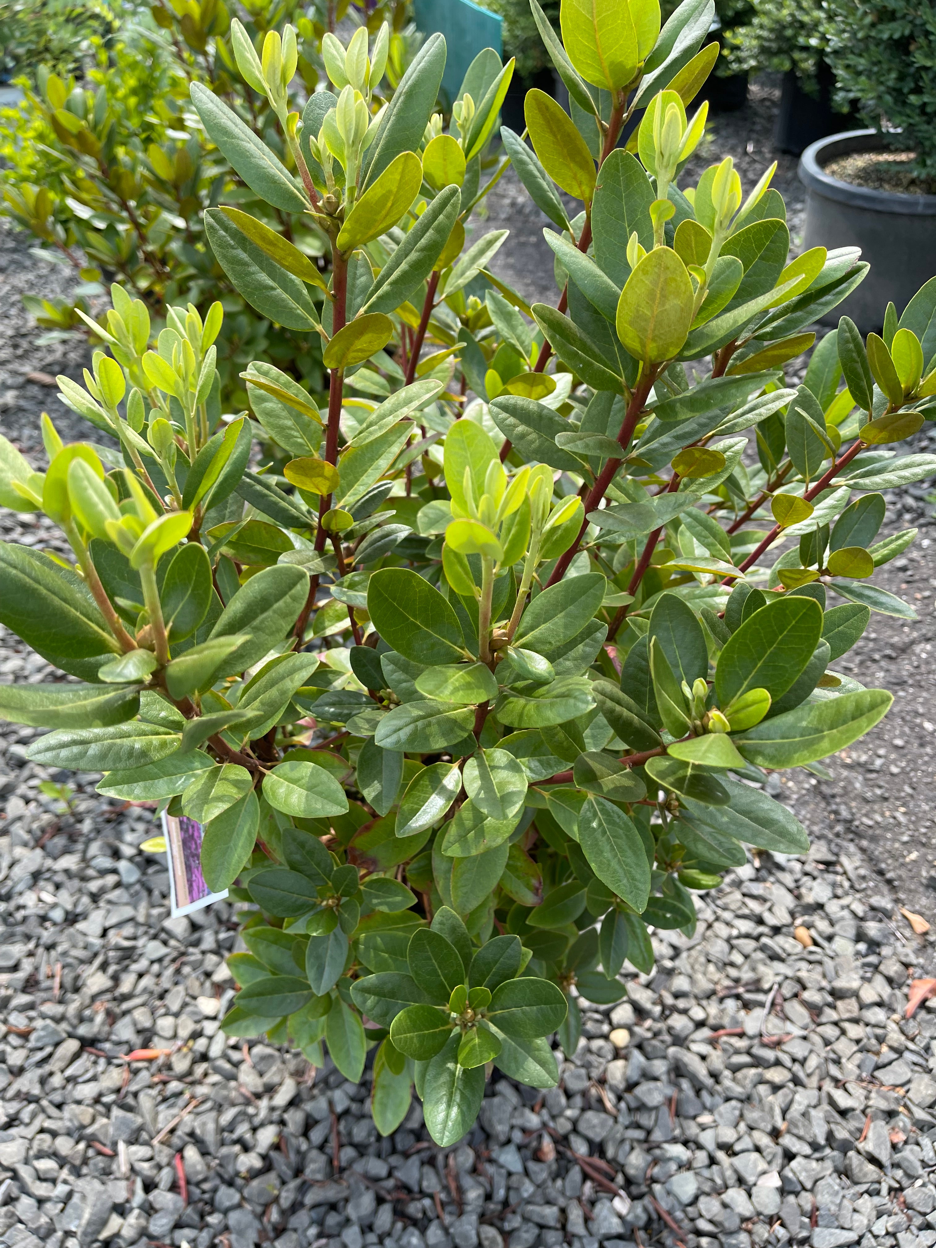 Rhododendron - PJM Regal #6 2025 | C.D.S. Nursery & Landscaping