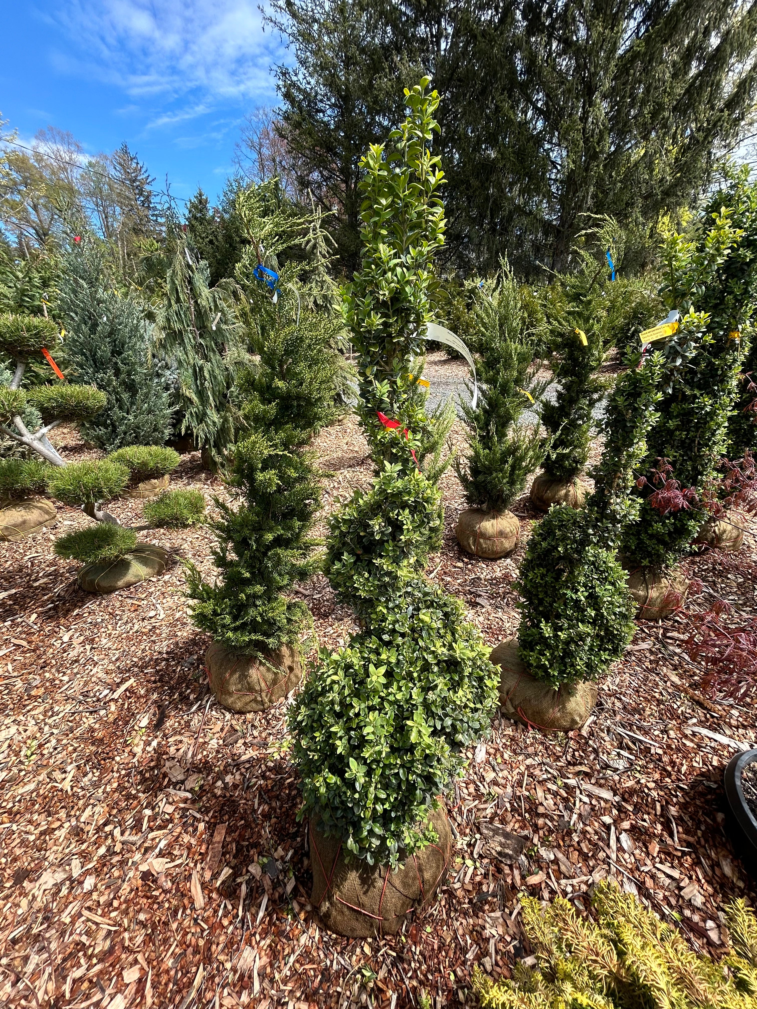 Boxwood Dee Runk 3.5-4' Spiral B&B Special | C.D.S. Nursery & Landscaping