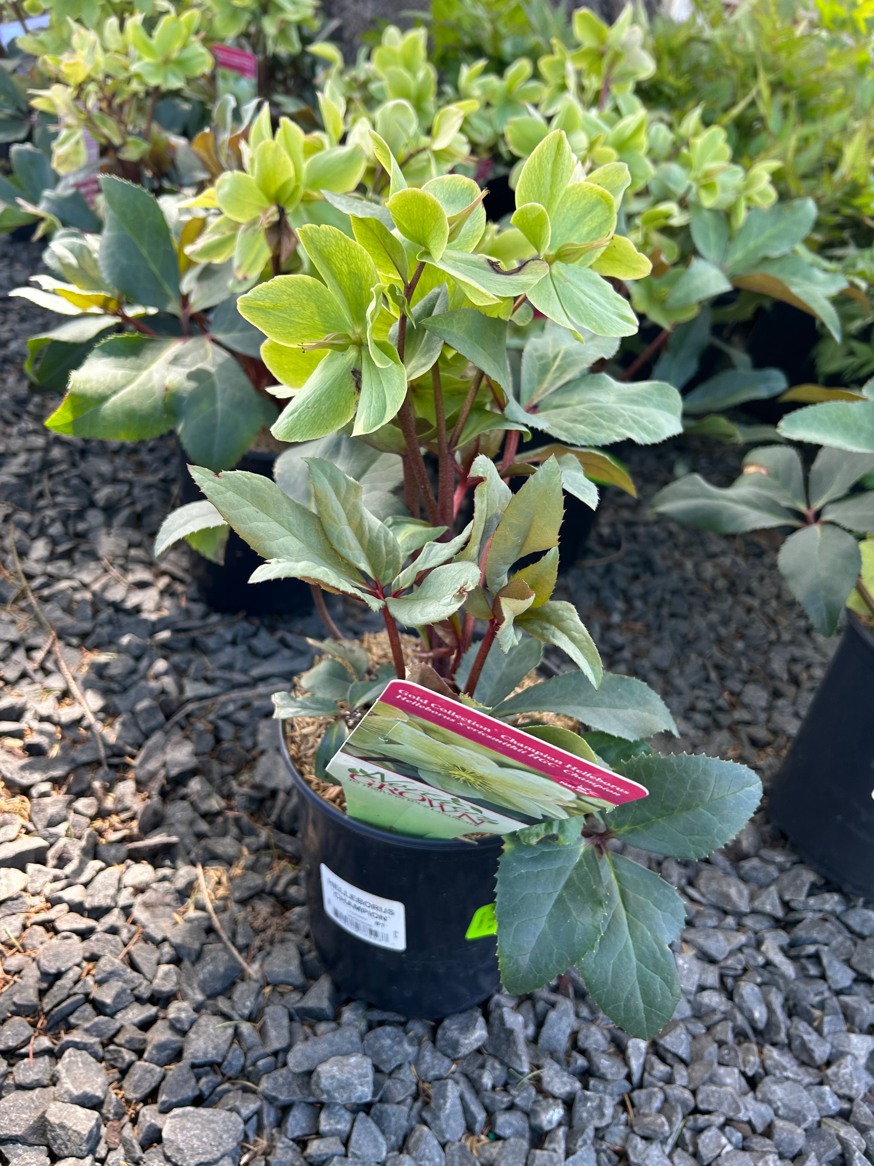 Helleborus - Champion #1 Special | C.D.S. Nursery & Landscaping