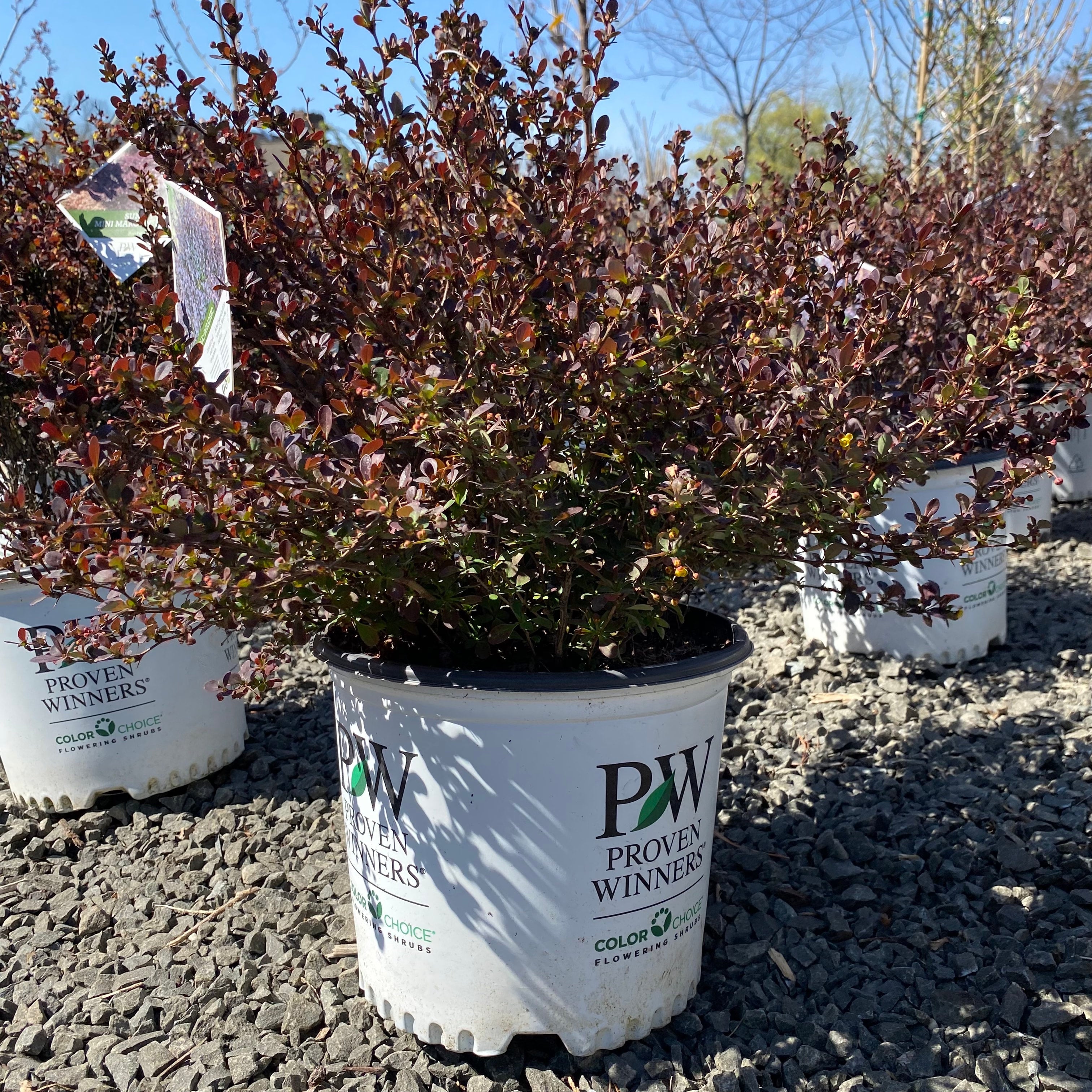Barberry Sunjoy Mini Maroon #3 2025 | C.D.S. Nursery & Landscaping