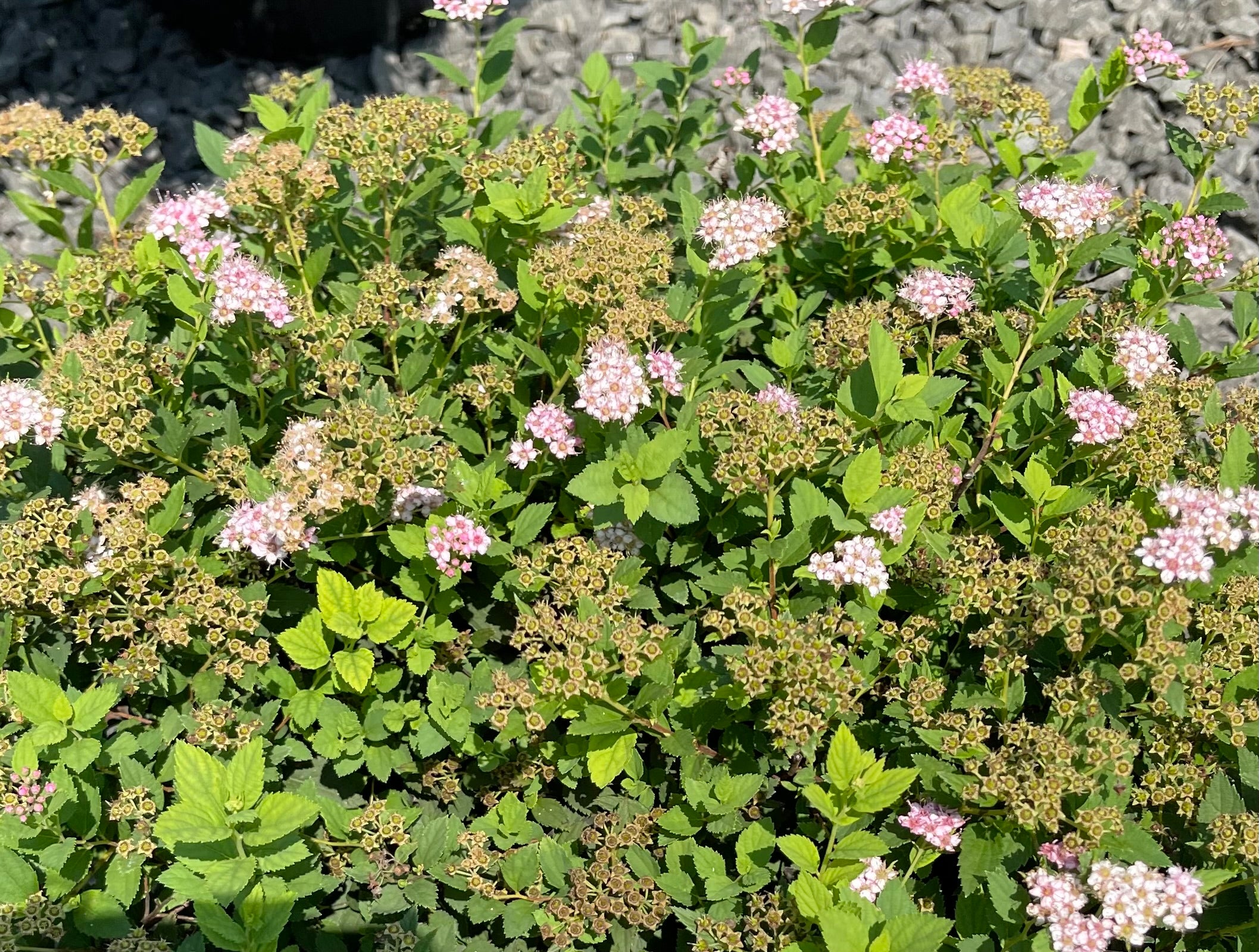 Little Princess Spirea #3 2025 | C.D.S. Nursery & Landscaping