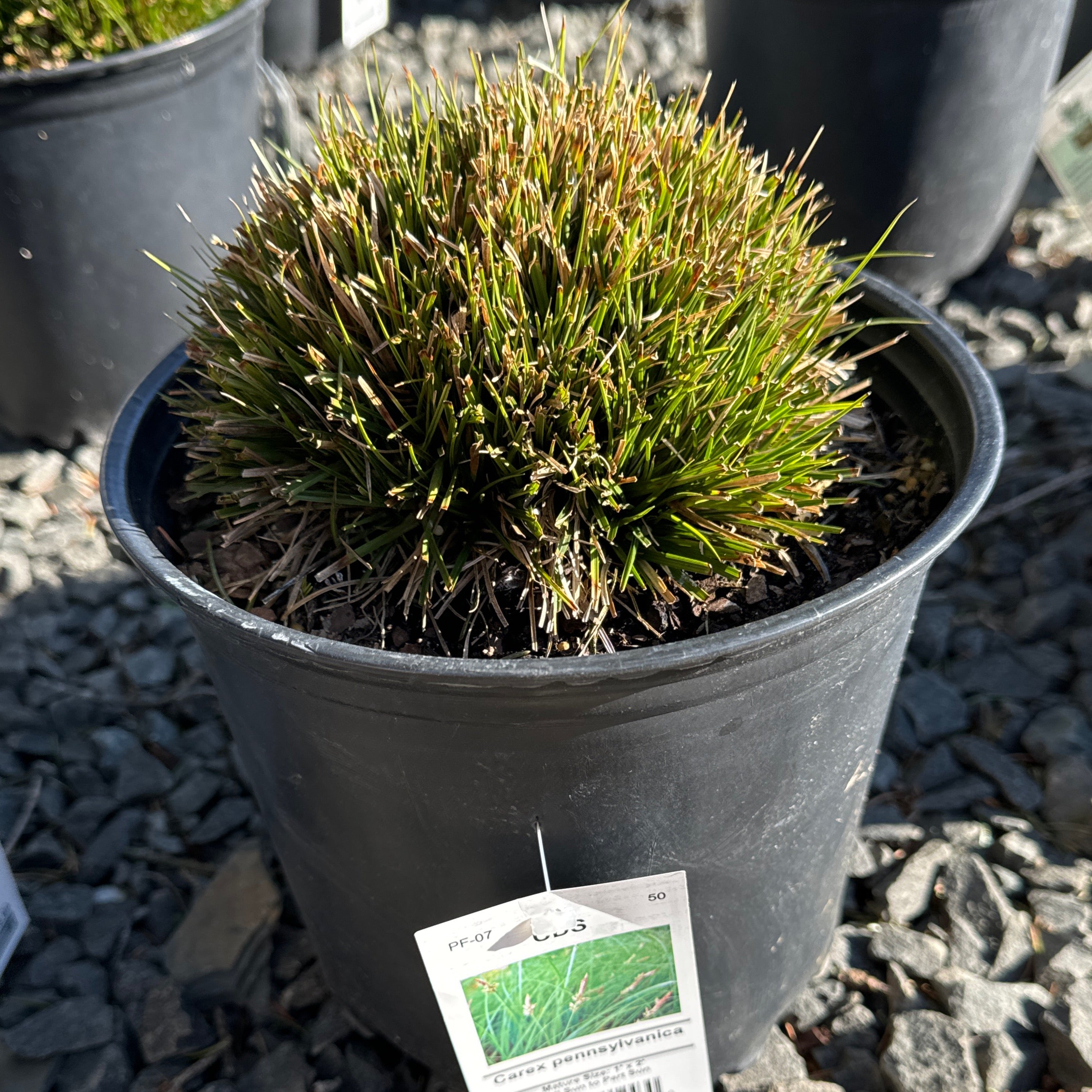 Oak Sedge - Carex Pennsylvania #1 Special | C.D.S. Nursery & Landscaping
