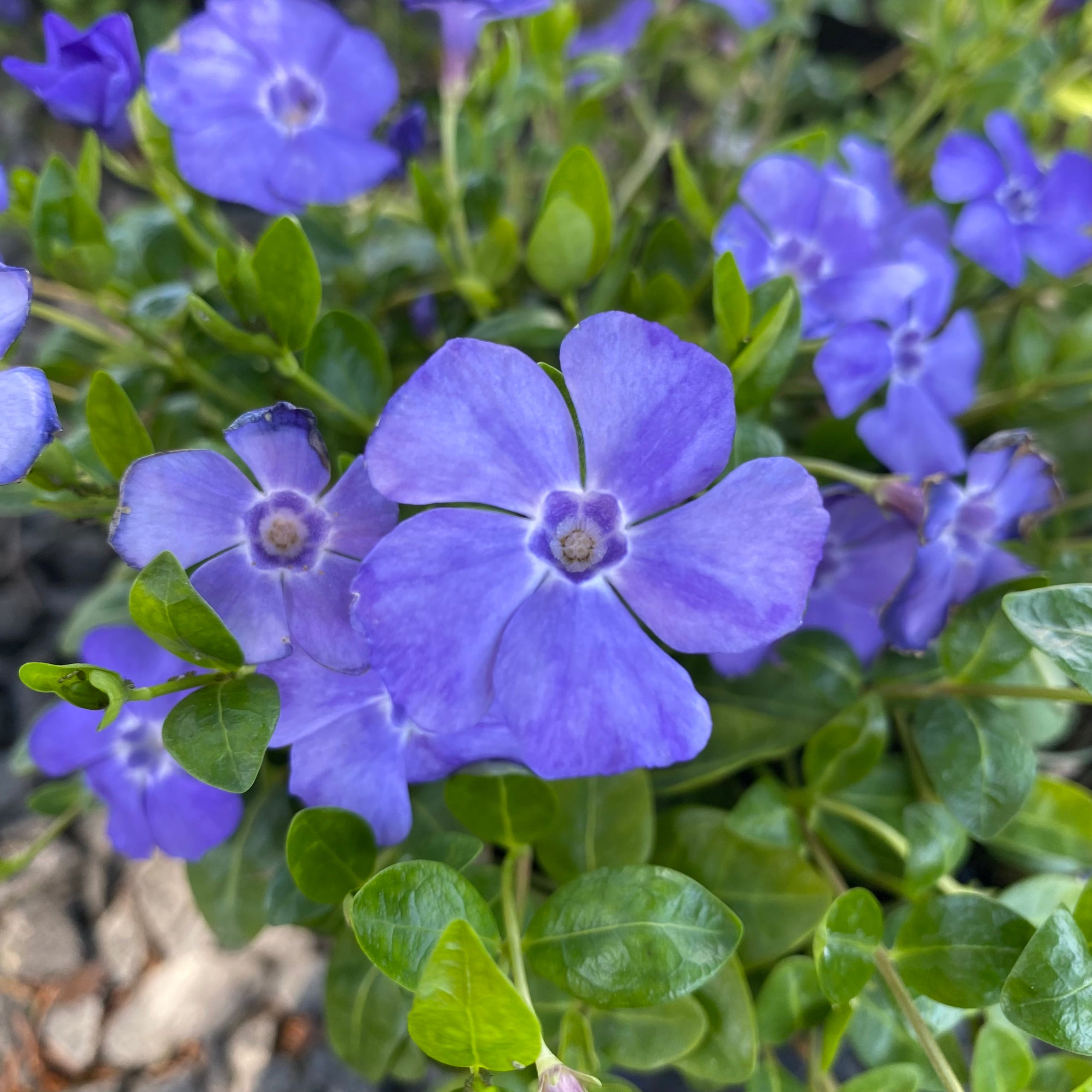 Periwinkle Vinca Bowles #1 | C.D.S. Nursery & Landscaping