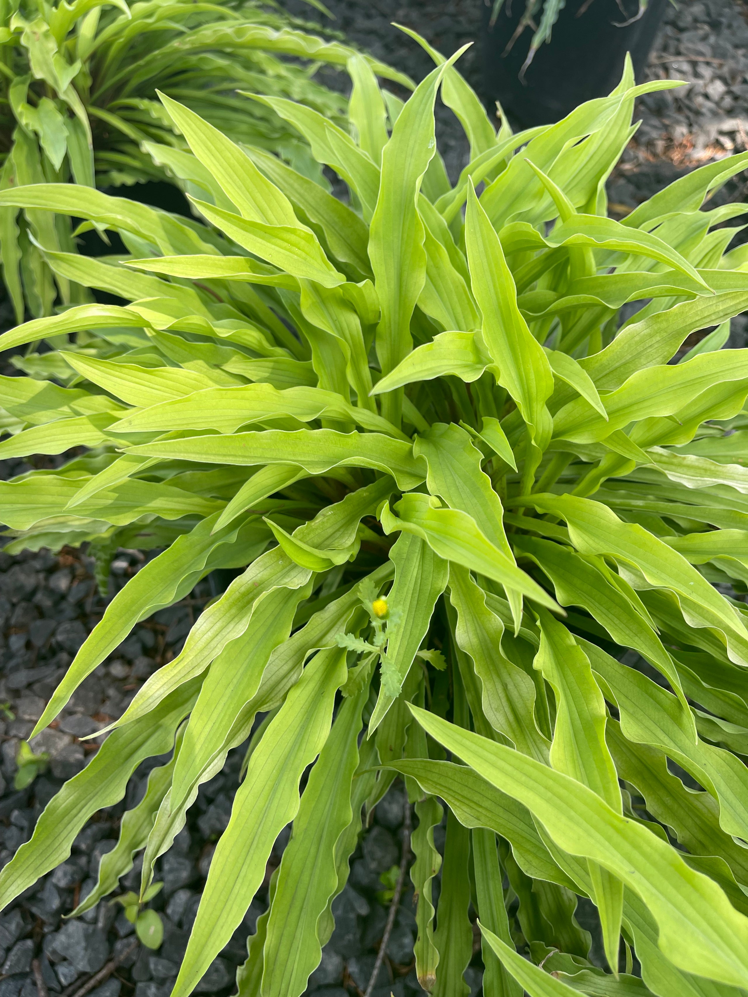 Hosta Party Streamers 8" | C.D.S. Nursery & Landscaping