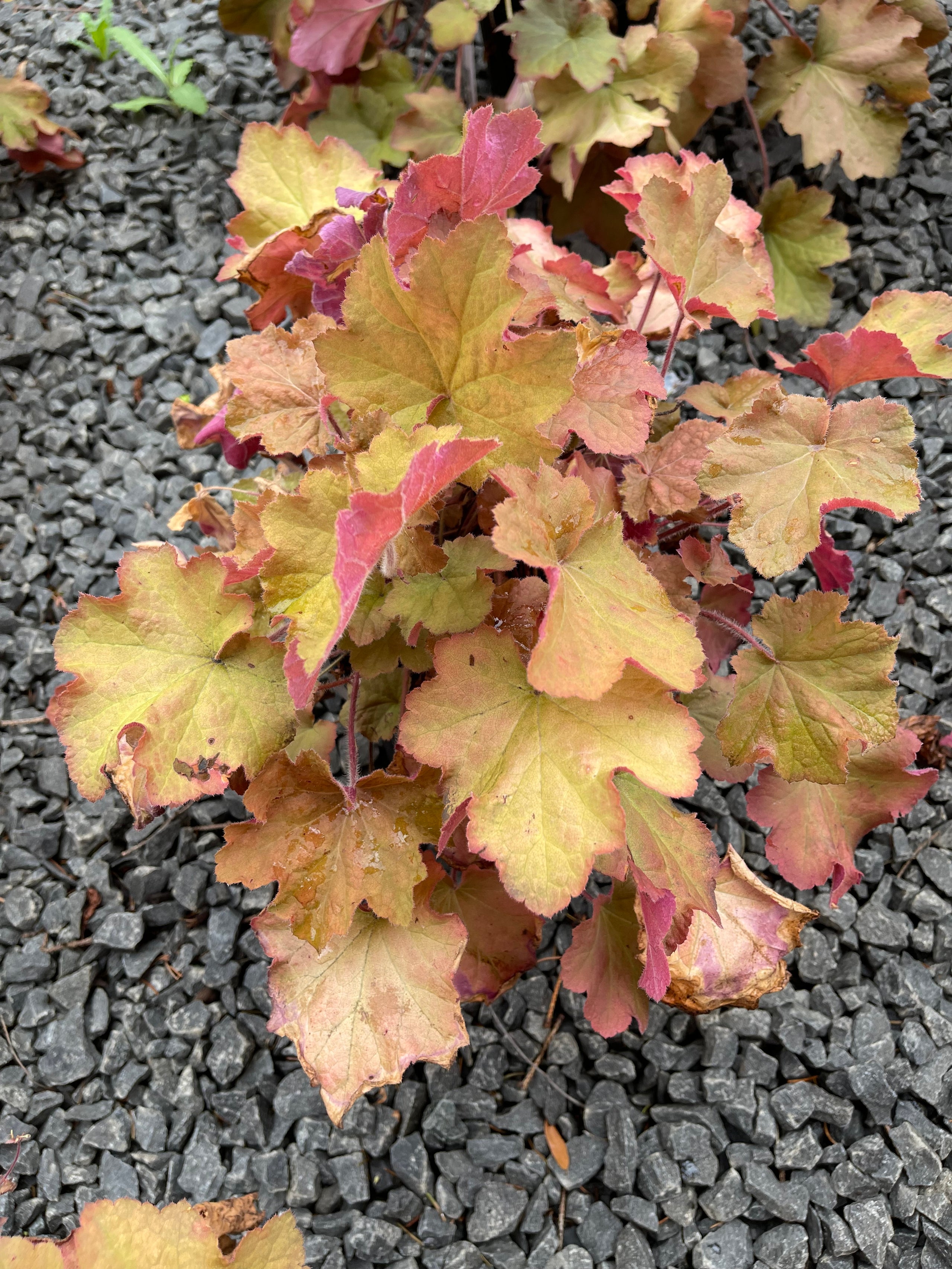 Heuchera - Caramel Coral Bells #1 2024 | C.D.S. Nursery & Landscaping