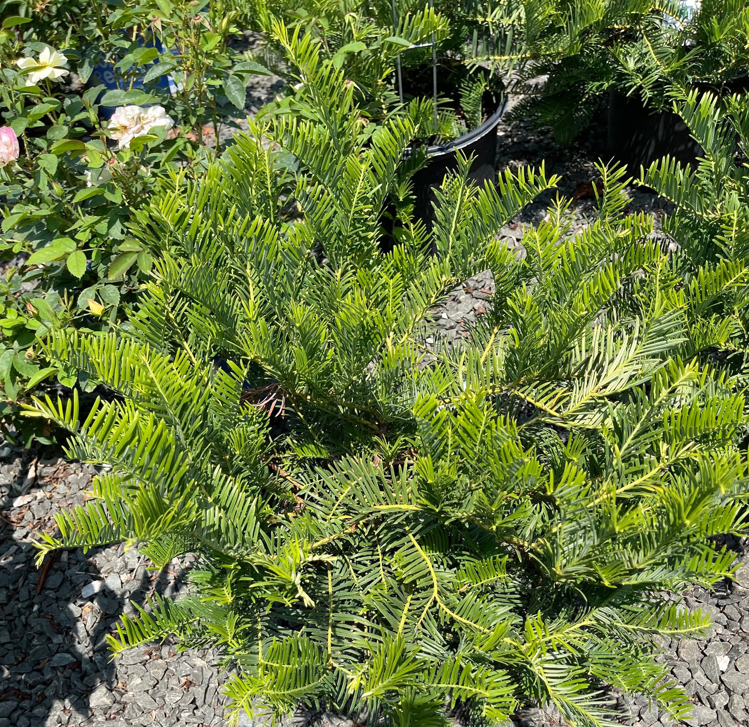 Japanese Plum Yew Prostrata