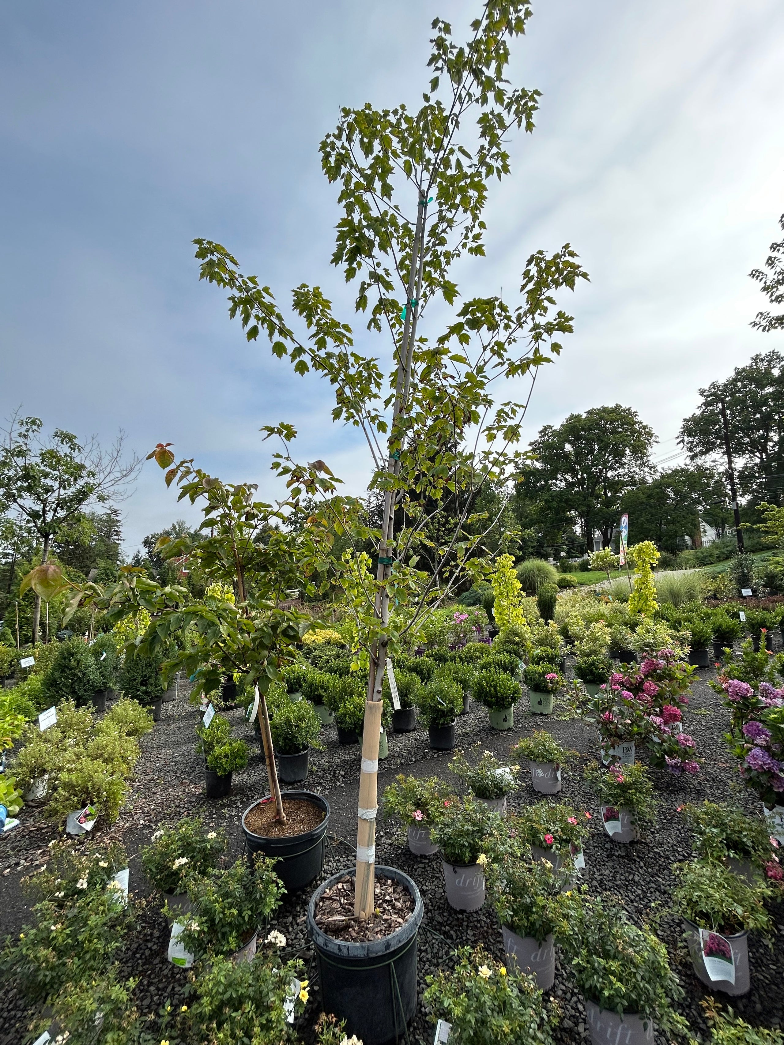 Red Sunset Maple #15 - Special | C.D.S. Nursery & Landscaping