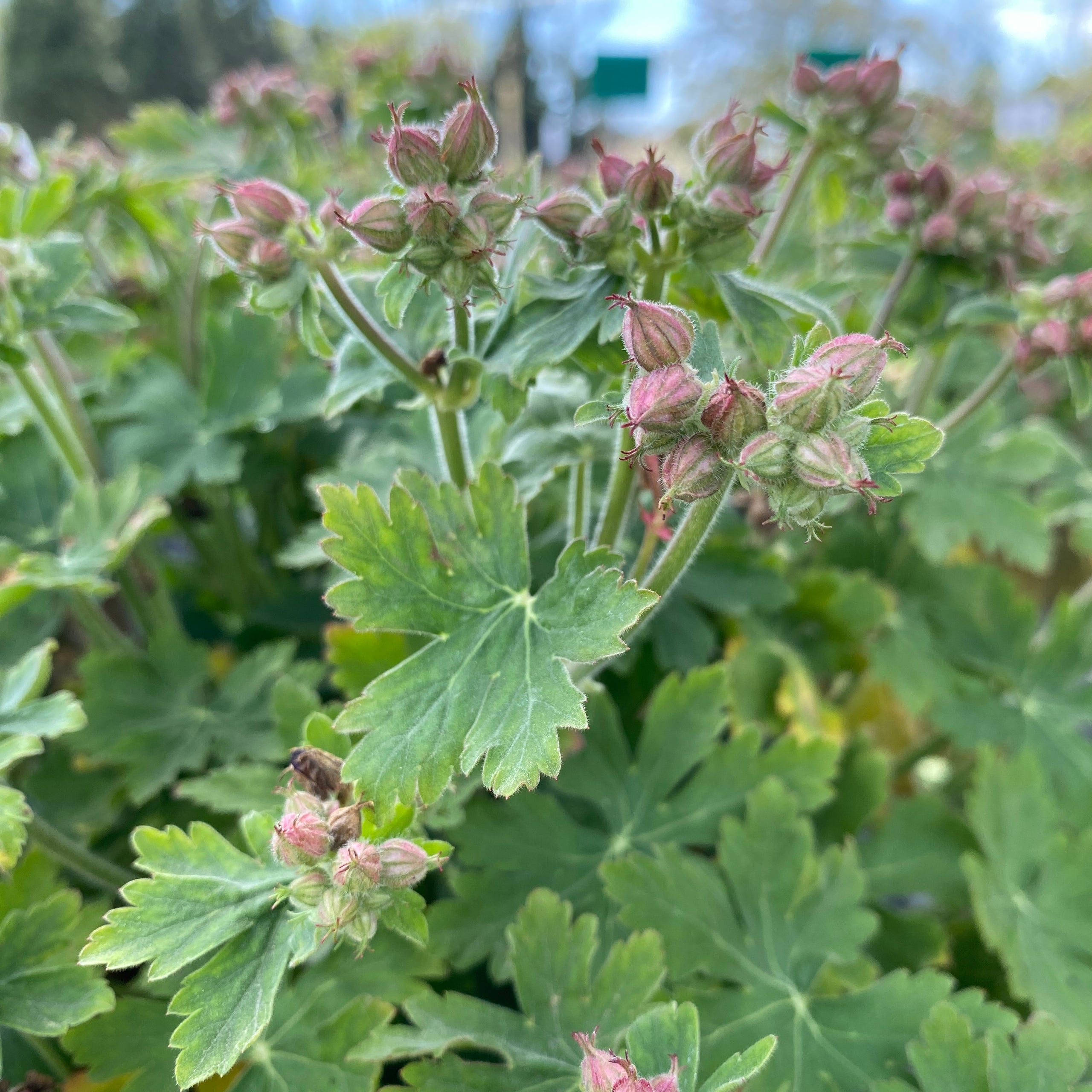 Geranium Bevan's Variety #1 2023 | C.D.S. Nursery & Landscaping